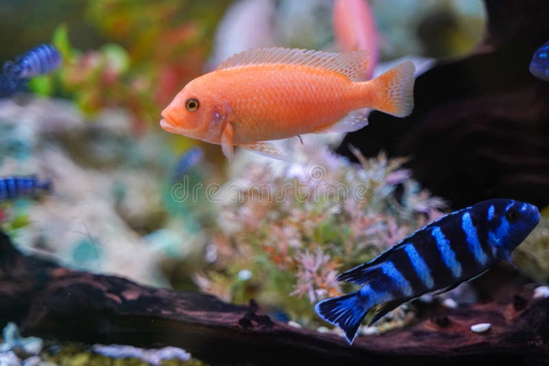 Colorful Aquarium Fish Cichlids Swim in the Aquarium Stock Image ...