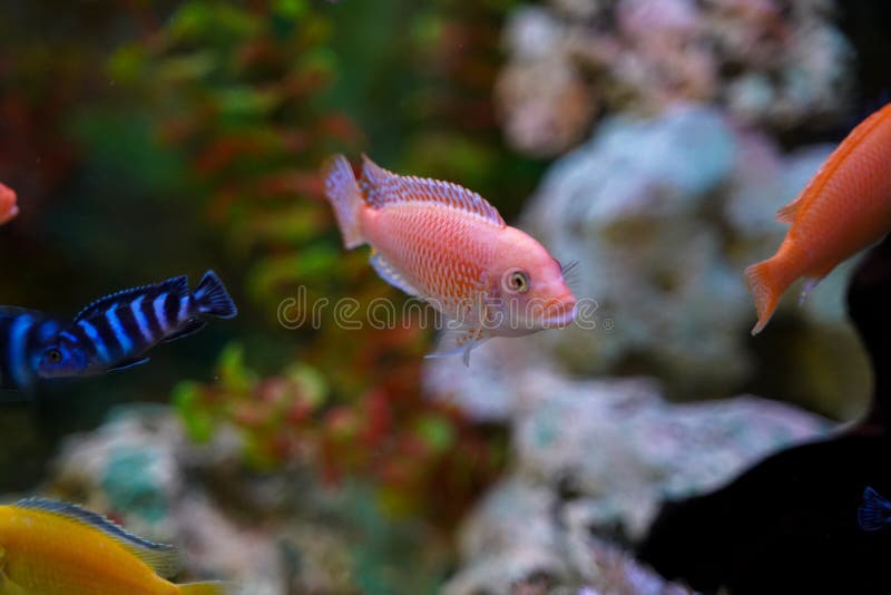 Colorful Aquarium Fish Cichlids Swim in the Aquarium Stock Photo ...