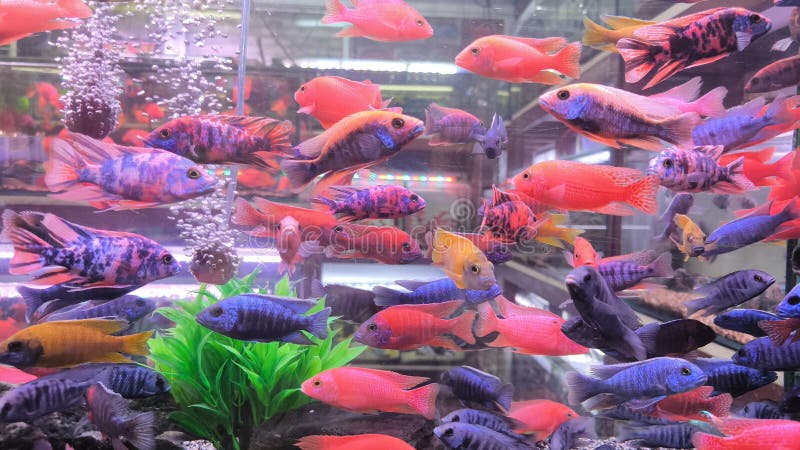 Colorful Aquarium Fish Tank,so Many Colorful Fish in Tank Stock Photo ...
