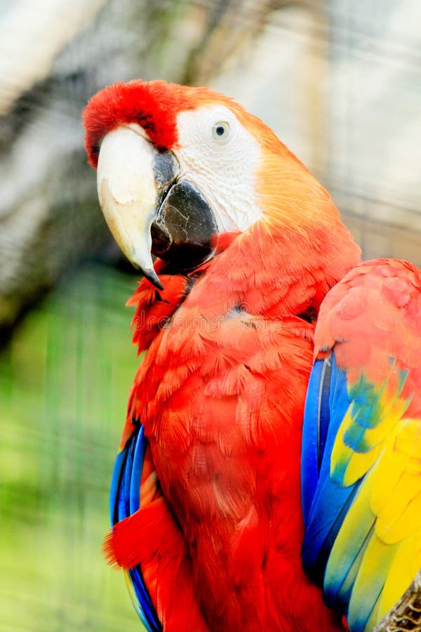 Colorful Ara parrot stock photo. Image of domestic, curious - 35950594