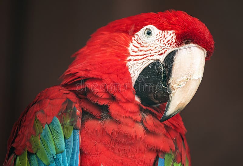 Exotic Parrot Perched Colorful Rainforest Bird Icon Stock Photos - Free ...