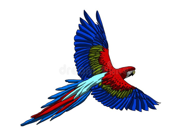 Arara Stock Illustrations – 242 Arara Stock Illustrations, Vectors ...