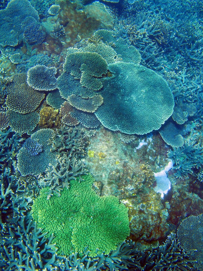 Colorful Array of Corals Growing on a Reef at Great Keppel Island ... Colorful Array of Corals Growing on a Reef at Great Keppel Island ...
