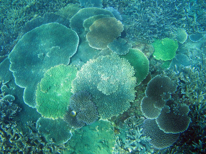 Colorful Array of Corals Growing on a Reef at Great Keppel Island ...