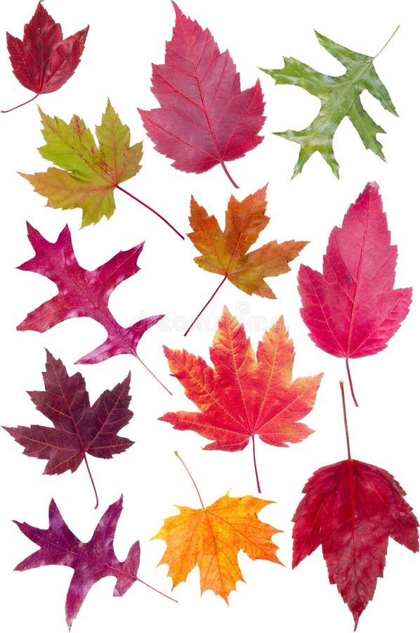 Colorful Assortment of Fall Leaves Stock Photo - Image of collage ...
