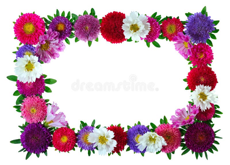 Colorful Aster Floral Frame Stock Photo - Image of purple, card: 18187034