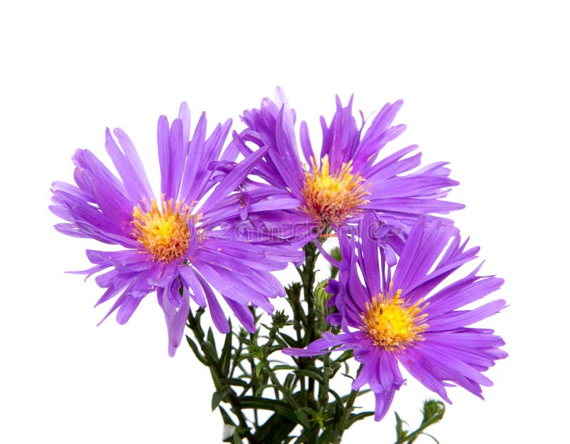 Colorful Aster Flowers Isolated on White Background. . Stock Photo ...