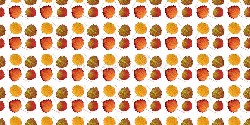 Colorful Autumn Aspen Leaves Seamless Pattern on White Background Stock ...