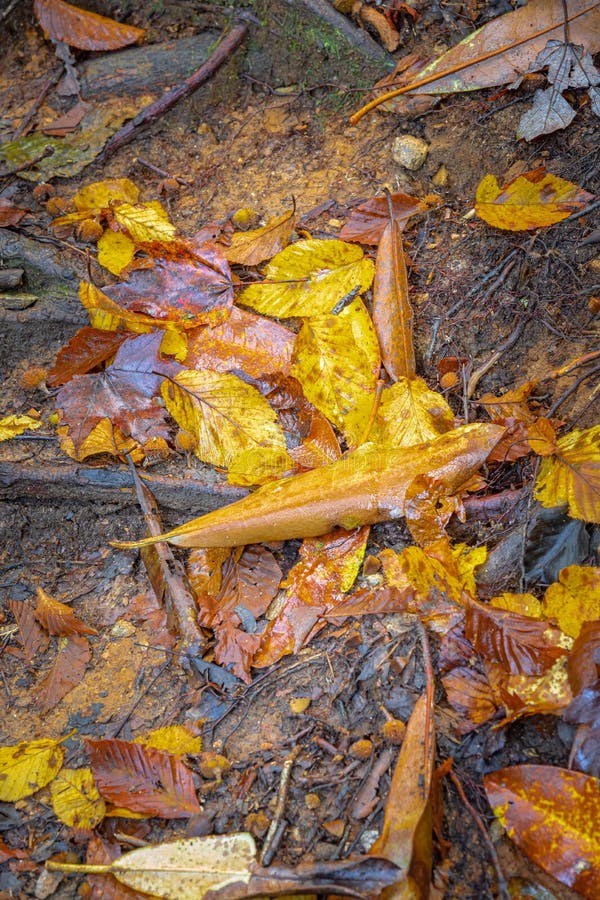 Colorful Autumn Background of Wet Fall Leaves on the Forest Floor Stock ...