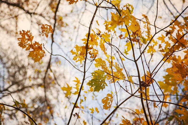 Colorful autumn branches stock photo. Image of bright - 78920236