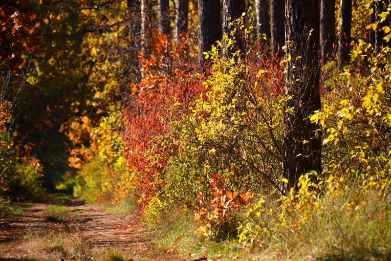 Colorful autumn bushes stock photo. Image of gray, afternoon - 41675186