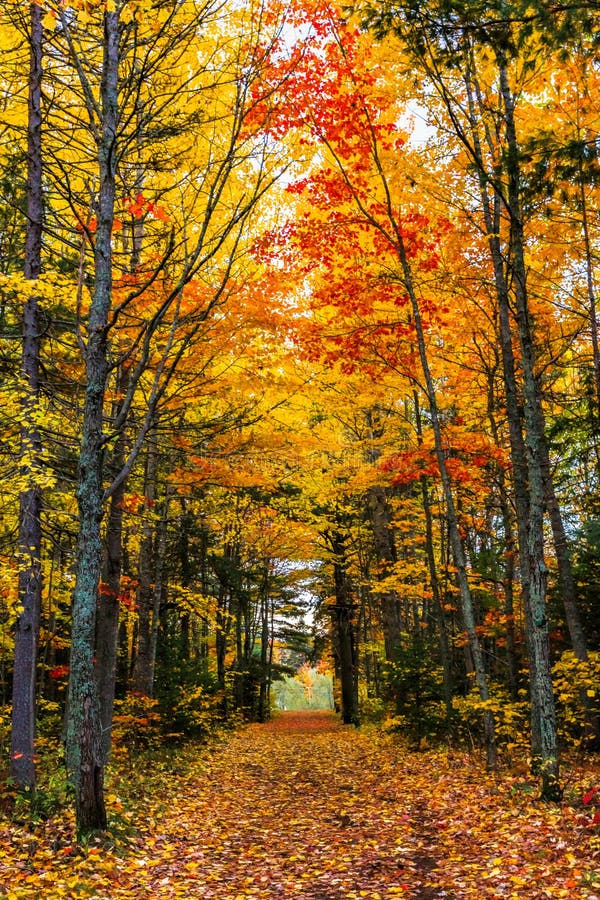 Colorful Autumn in Canada stock image. Image of ride - 162874975