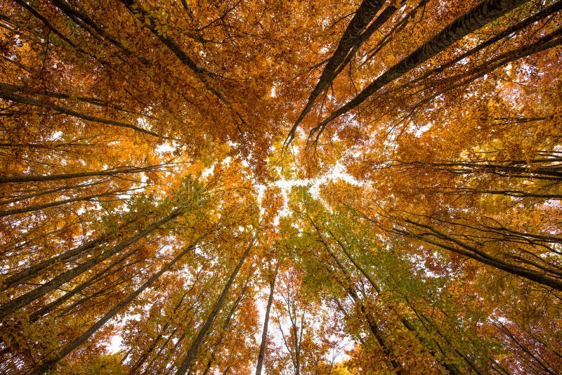 Autumn Canopy of Tree. Deciduous Forest Stock Photo - Image of nature ...