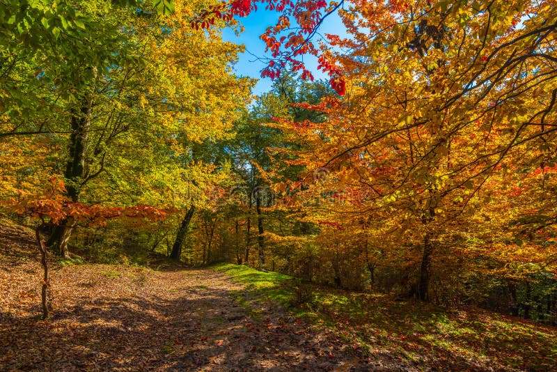 Colorful Autumn Deciduous Forest Scenery at Sunny Day Stock Image ...