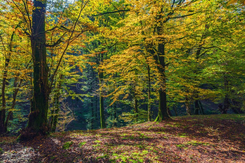Colorful Autumn Deciduous Forest Scenery at Sunny Cloudless Day Stock ...