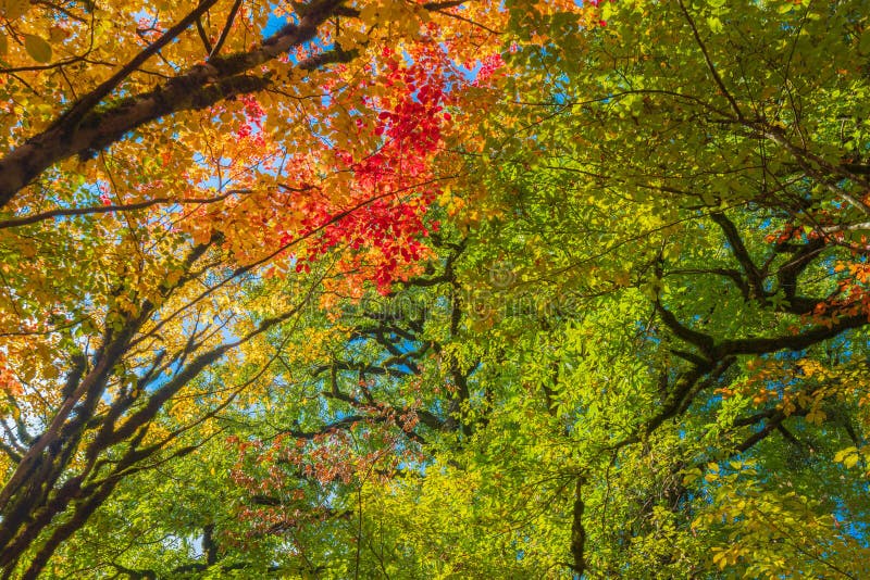 Colorful Autumn Deciduous Forest Scenery. Nature Scene Stock Photo ...