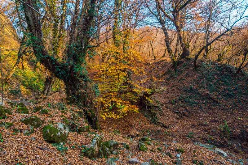 Colorful Autumn Deciduous Forest Scenery. Nature Wallpaper Stock Photo ...