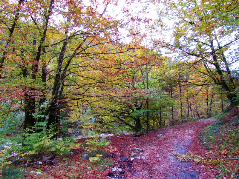 Deciduous, Temperate, Broadleaf Forest in Slovenia Stock Image - Image ...