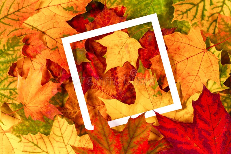 Colorful Autumn Fall Leaves Withempty White Frame Stock Photo - Image ...