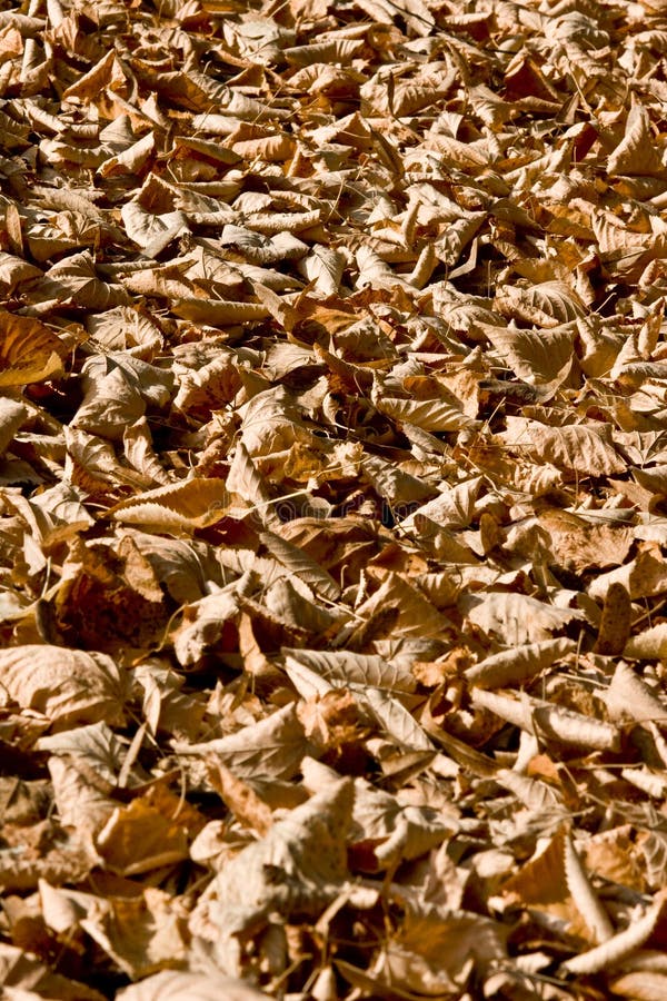 Colorful autumn flora stock photo. Image of park, garden - 7156518