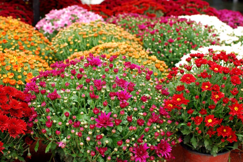 Colorful autumn flower stock photo. Image of outdoor - 11965130