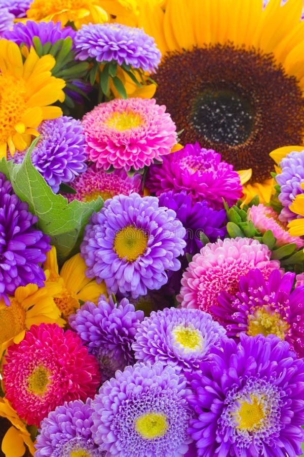 Colorful Autumn Flowers Background Stock Image - Image of celebration ...