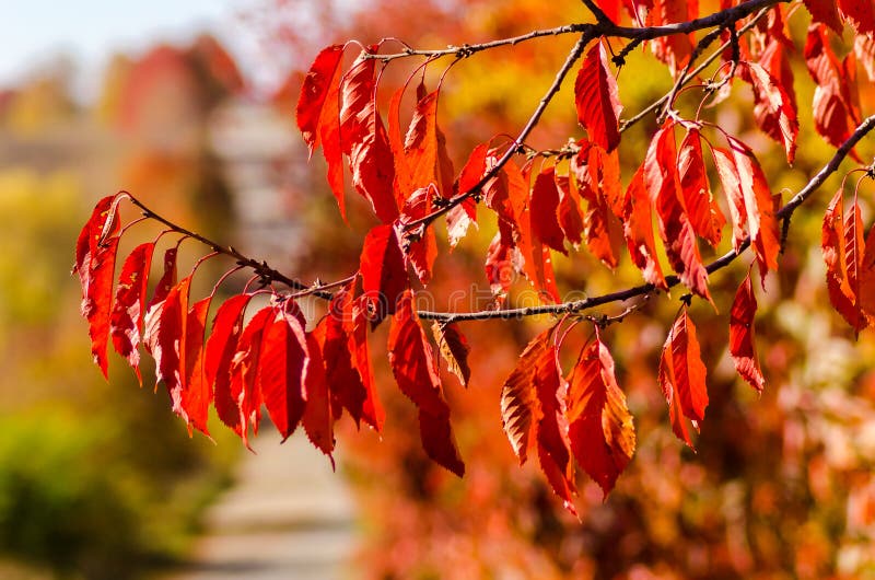 Colorful autumn foliage stock image. Image of outdoor - 130679353