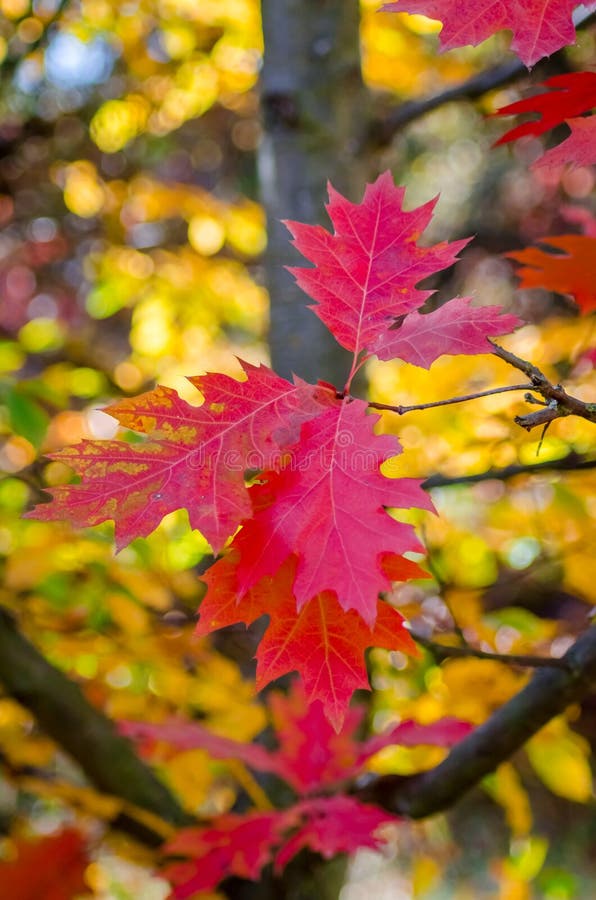 Colorful autumn foliage stock image. Image of fall, plant - 130679467