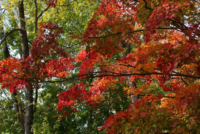 Colorful autumn foliage stock photo. Image of forested - 7232716