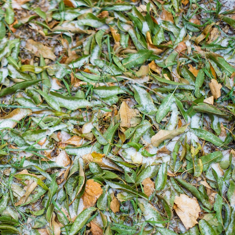 Colorful Autumn Foliage Covered with First Snow Stock Image - Image of ...