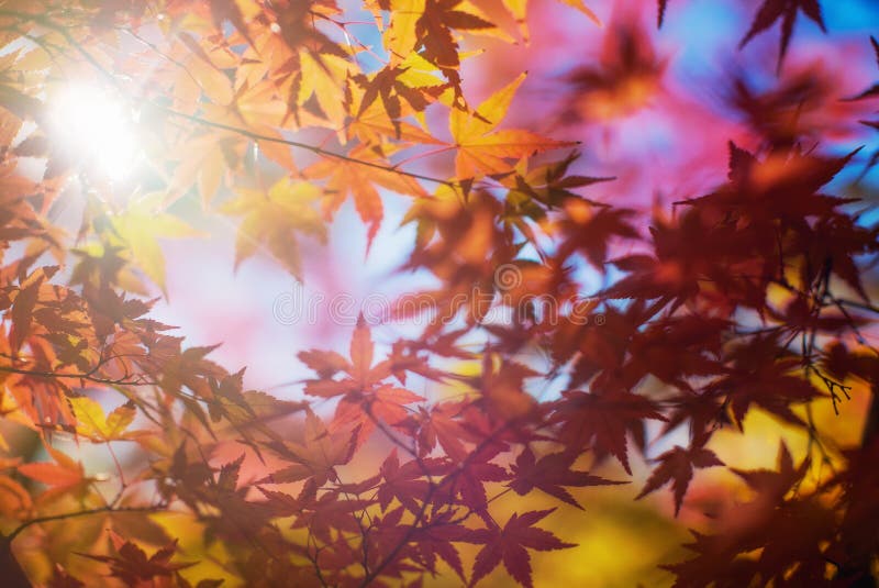 Colorful Autumn Foliage with Rays of Sun Stock Photo - Image of vibrant ...