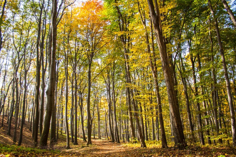 Colorful Autumn Forest stock photo. Image of park, footpath - 29689084