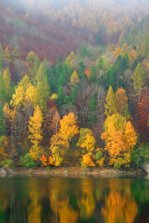 Colorful autumn forest stock photo. Image of forest, branches - 4476990