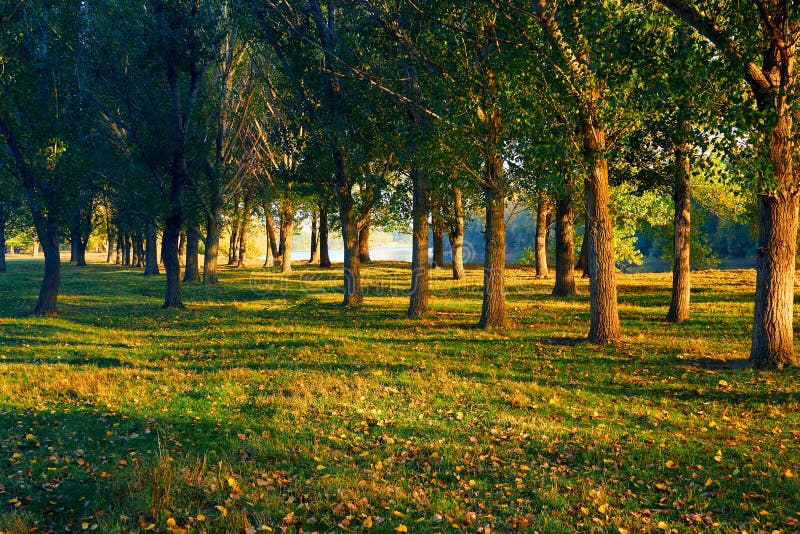 Colorful Autumn Forest Landscape, Trees with Shadows at Beautiful ...