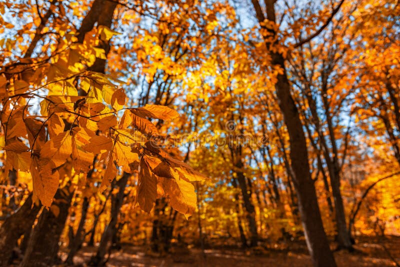 Colorful Autumn Forest Landscape Stock Photo - Image of leaves, autumn ...