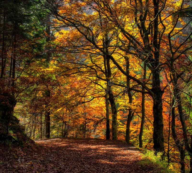 Leaves on Ground at Colorful Autumn Forest Stock Photo - Image of ...