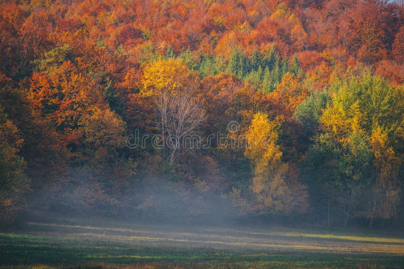 Colorful Autumn Forest Meadow. Morning Scenery Stock Photo - Image of ...