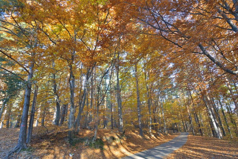 Colorful autumn forest stock image. Image of fresh, green - 61812245