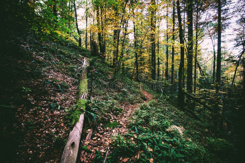 Colorful Autumn Forest Scene Stock Image - Image of scenic, landscape ...