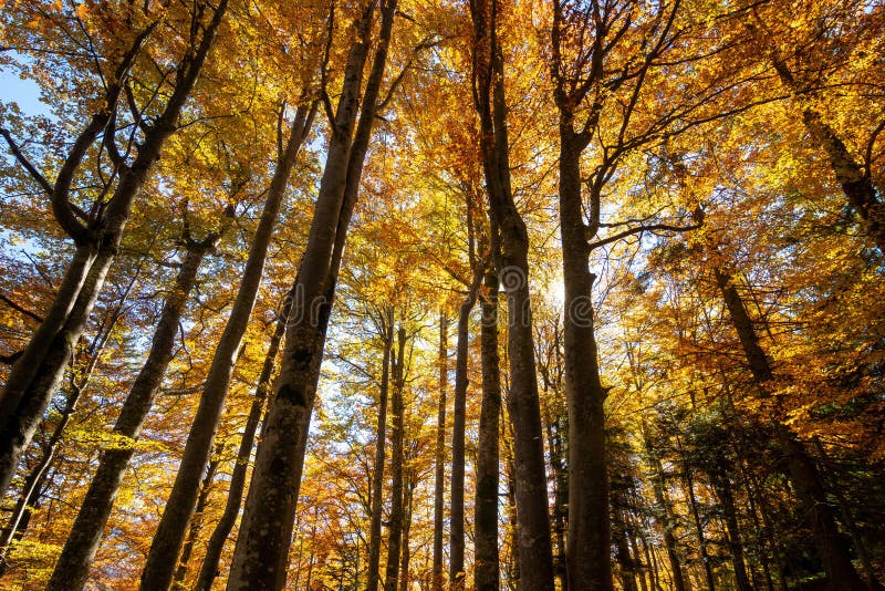 Colorful Autumn Forest with Tree Silhouettes Stock Photo - Image of ...