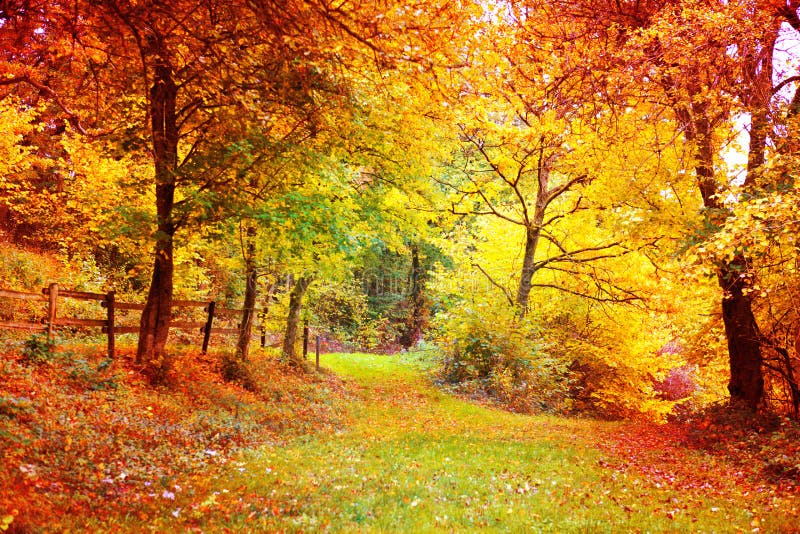 Colorful Autumn Forest with Trees and Bushes in Germany. Stock Image ...