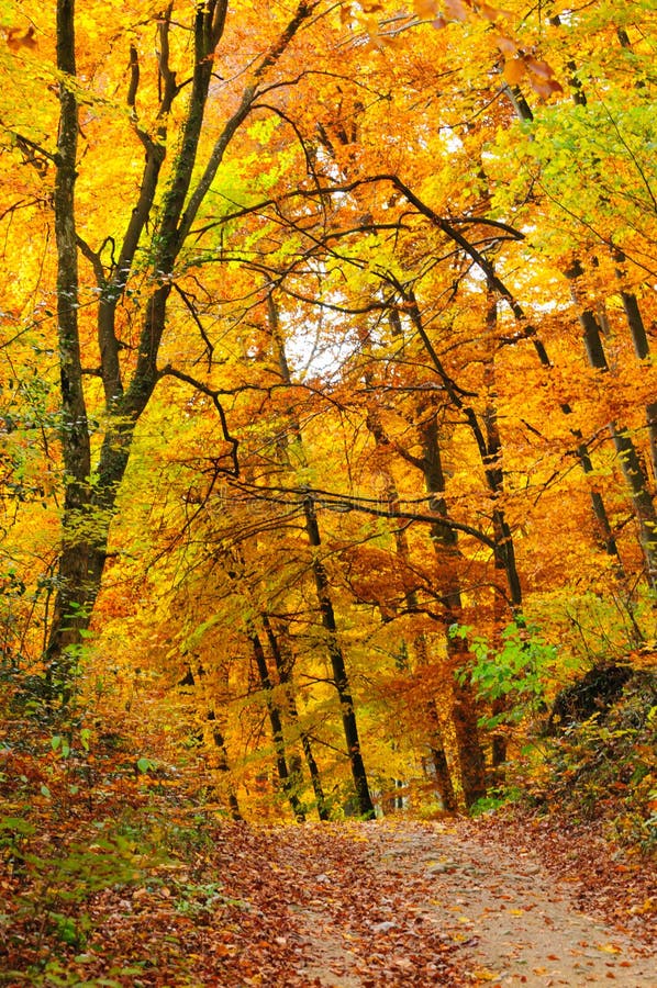 Colorful Autumn Forest stock photo. Image of leaf, curve - 65790380