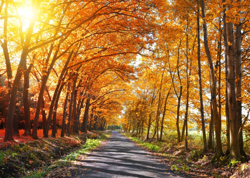 Colorful autumn forest stock photo. Image of natural - 79320008
