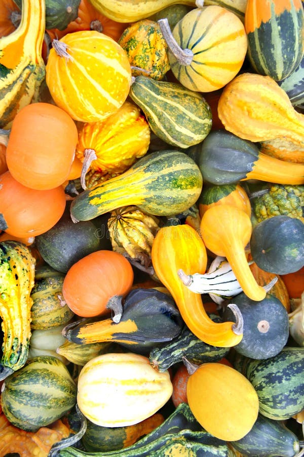 Colorful Autumn Gourd Pattern Stock Image - Image of bounty, concept ...