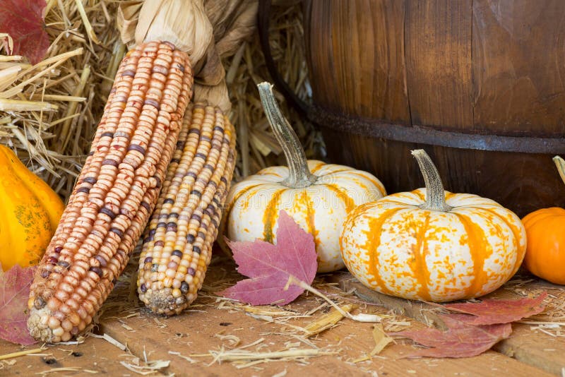 Colorful Autumn Gourds stock photo. Image of wood, corn - 100528860
