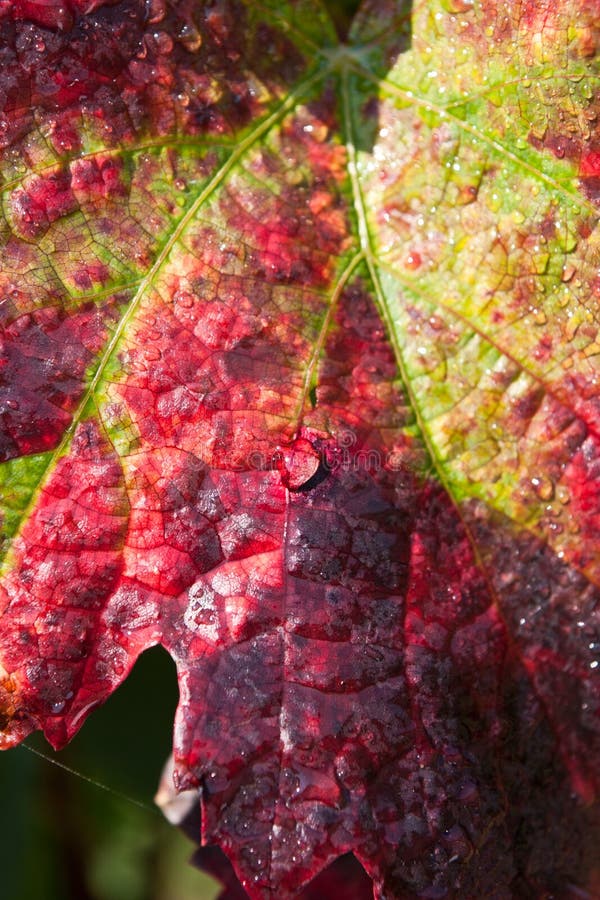 Colorful autumn grape leaf stock image. Image of natural - 21198679