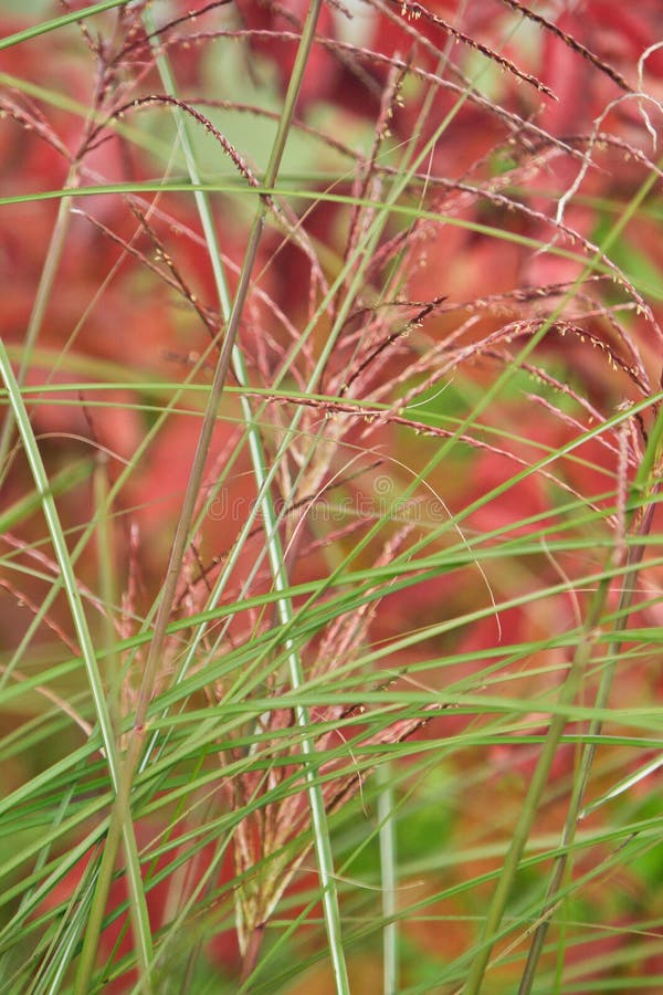 Colorful grass background stock photo. Image of botany - 115939566