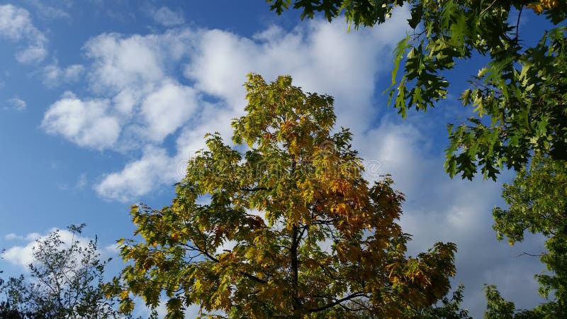 Colorful Autumn Leaves with Cloudy Blue Sky Stock Image - Image of open ...