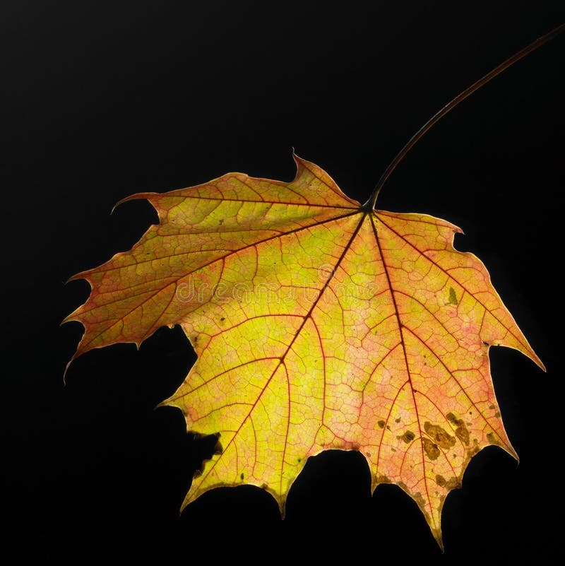 Colorful autumn leaf stock image. Image of contrasts - 27489627