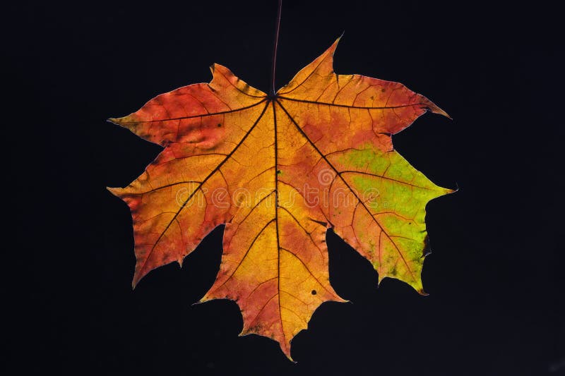 Colorful Autumn Leaf stock image. Image of tree, black - 163739639